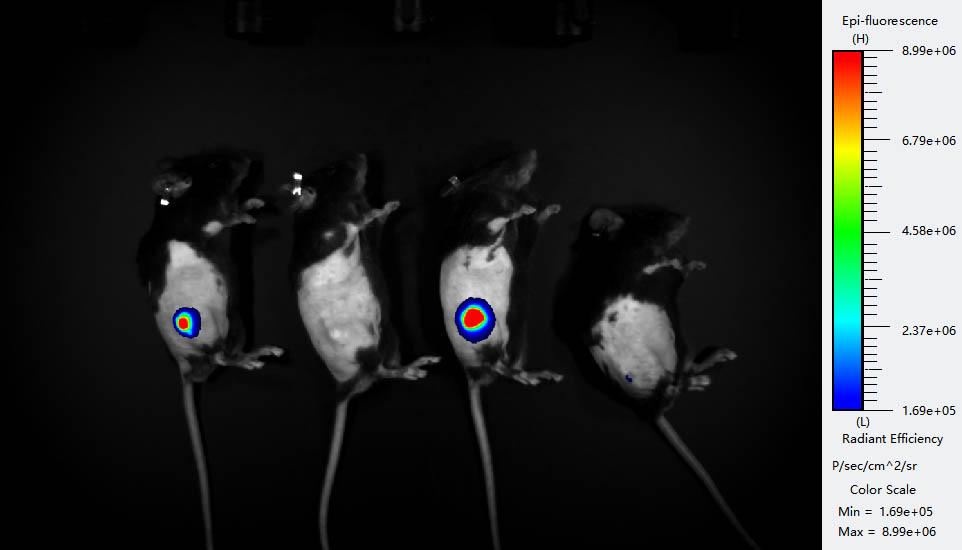 Multimodal Small Animal In Vivo Imaging System – Nebula-b